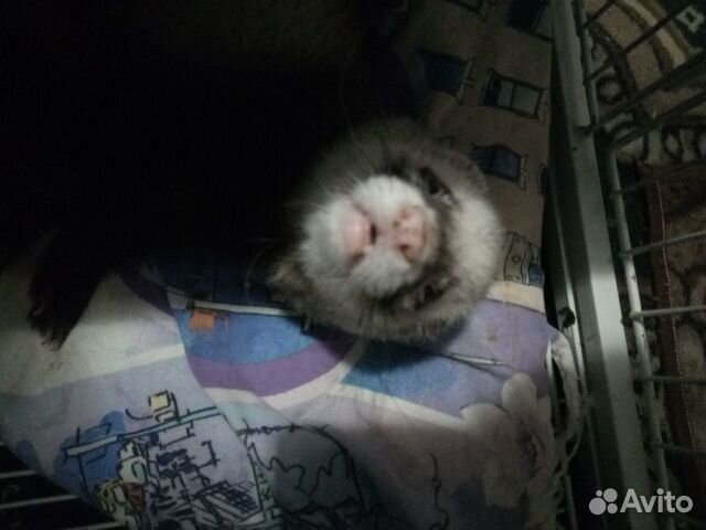 Хорек с клеткой