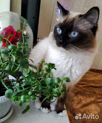 Вязка ragdoll