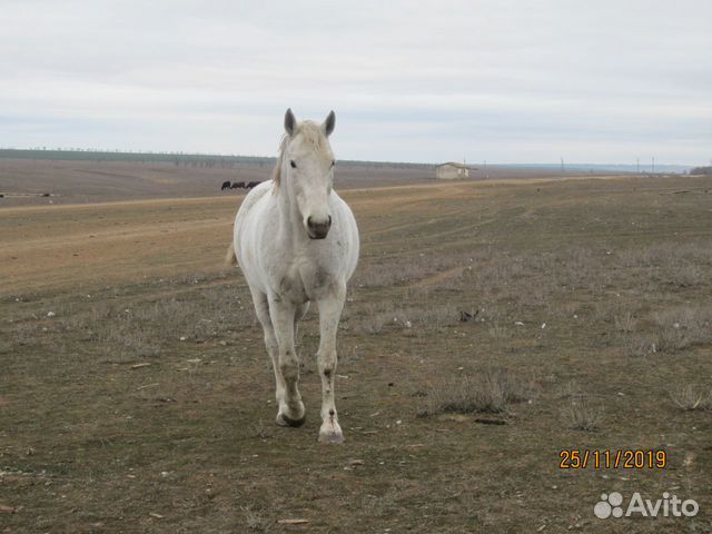 Продаю конематку