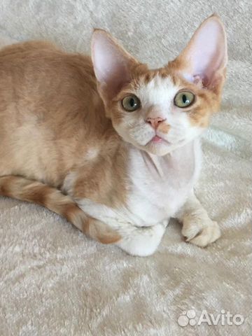 Девон-рекс мальчик кремового окраса