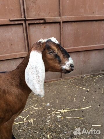 Англонубийская козочка