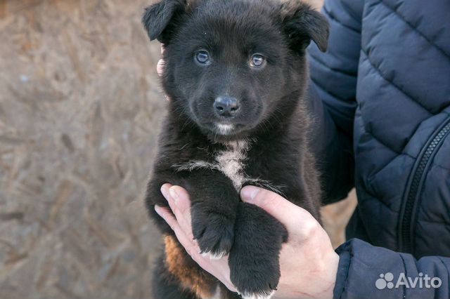 Туман, щенку 2 мес. Будет крупным. Доставка по нсо