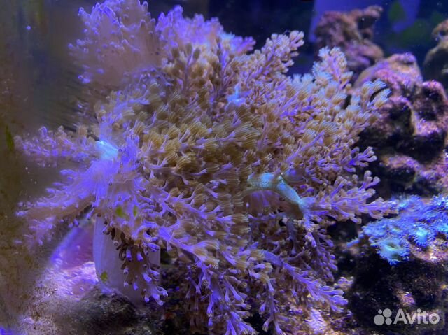 Капнелла - Литофитон арбореум