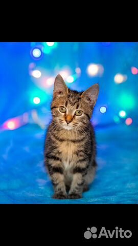 Девочка полосатик 2,5 месяца