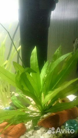 Аквариумное растение эхинодорус амазонский