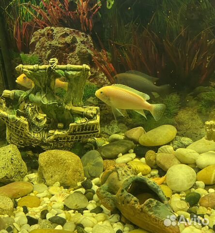 Цихлида Еллоу