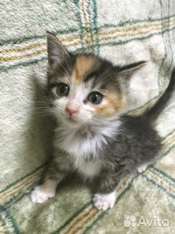 Котенок девочка полтора месяца