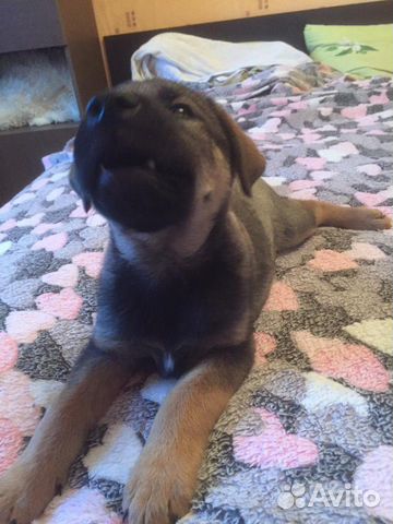 Суперский щенок девочка