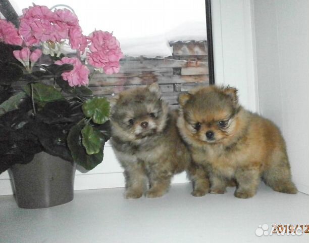 Сестрички "мишки"