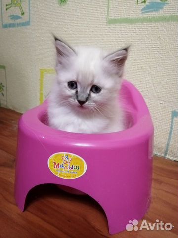 Котята невские маскарадные