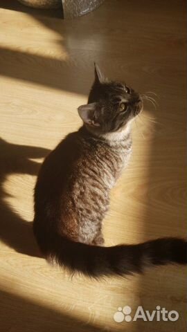 Котенок девочка 3 мес