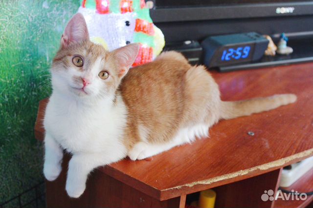 Брошенный Сырок