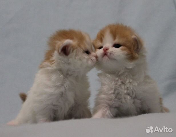 Шотландские породистые детки