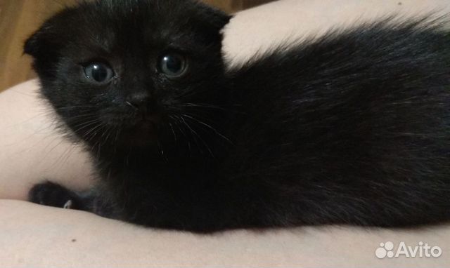 Котенок вислоухий