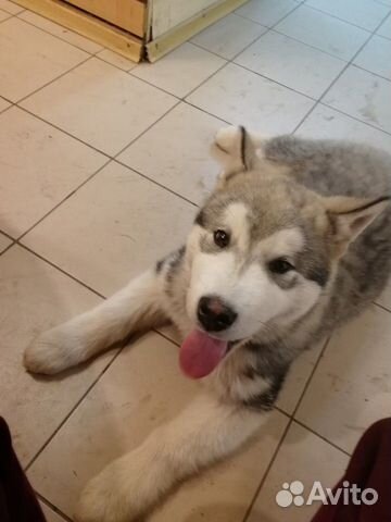 Маламутики