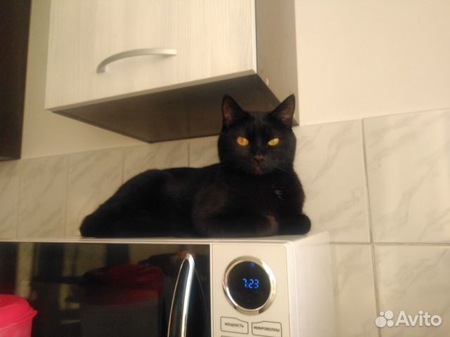 Продам кота
