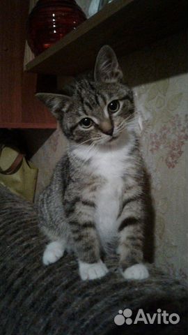 Полосатая девочка