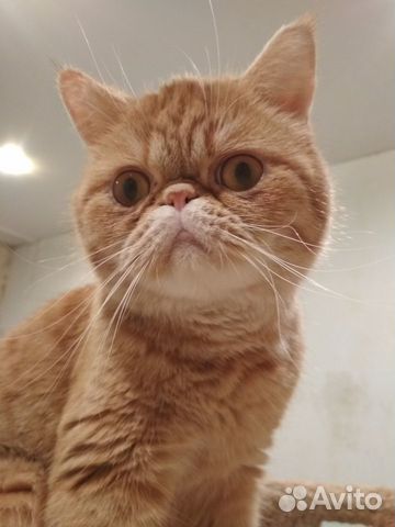 Нужен кот перс на вязку