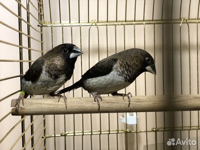 Японские амадины