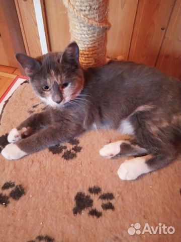 Котенок Шармель 4 мес
