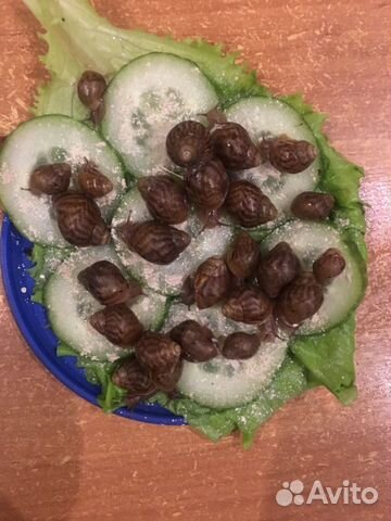 Улитки Ахатины-детки