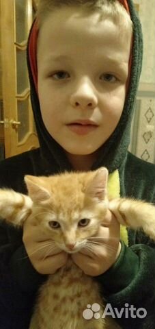 Котик рыжик 1,5 месяца