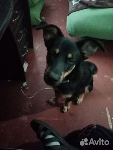 Продам песика