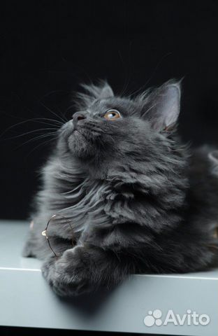 Фабрика Курильских бобтейлов пдш