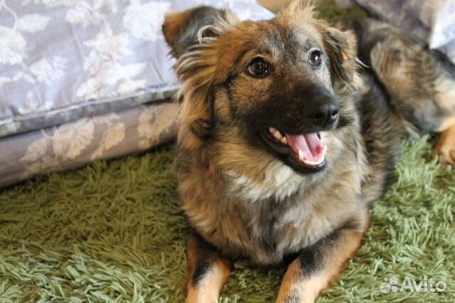 Собака Жужа в добрые руки