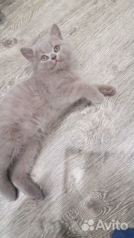 Плюшевое счастье под новый год