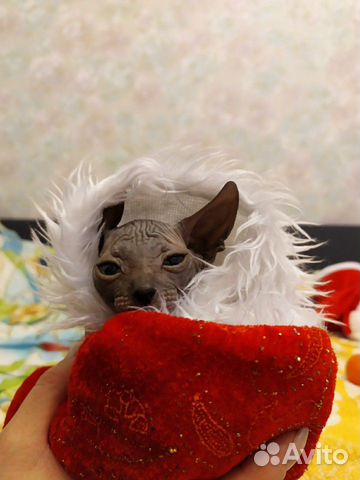 Донской сфинкс