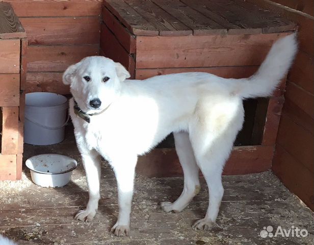 Милка ищет дом