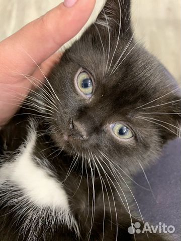 Котёнок полупородистый