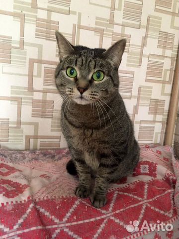 Кошка Лаура