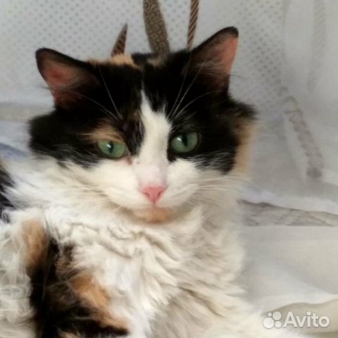 Кошка в добрые руки