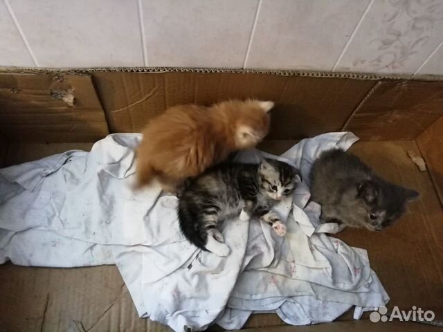Котята