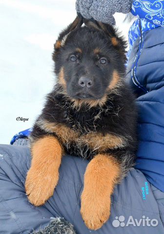 Красавец немец