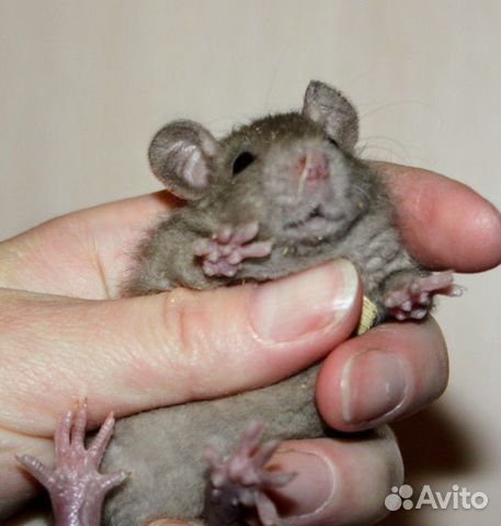 Крыса,крысята, бурмиз,минк