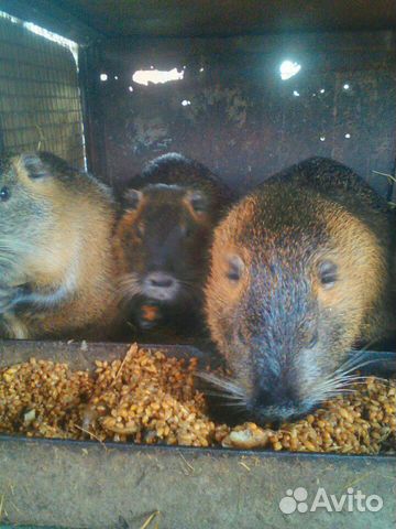 Нутрии самцы самки