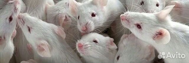 Мышь кормовая