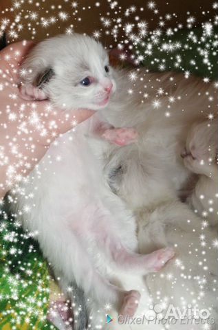 Наши милые снежинки