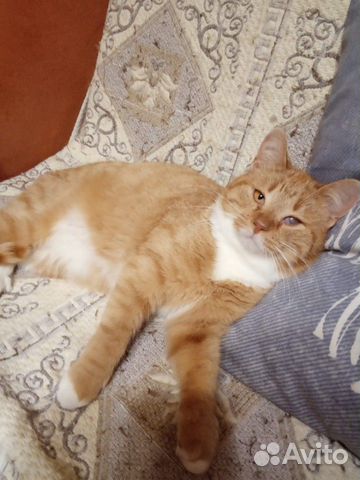 Котик Марс
