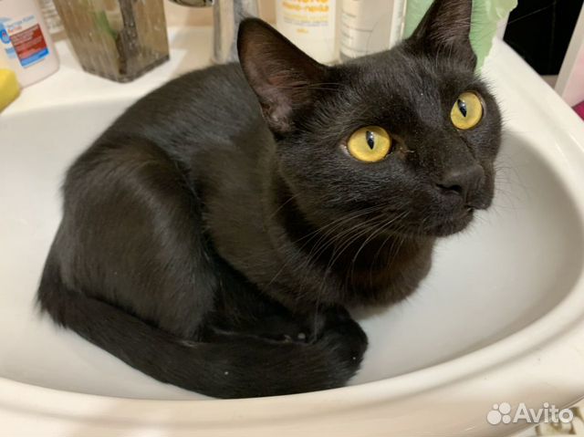 Кот 11 месяцев