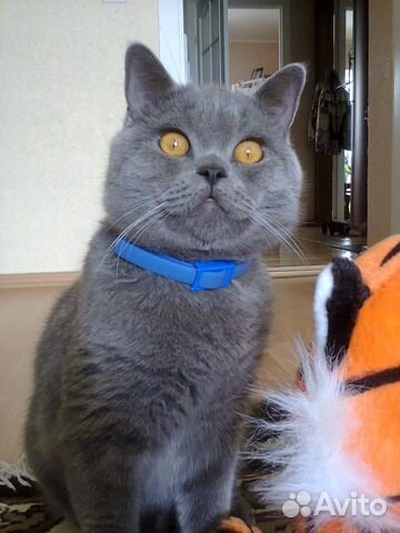 Ищем кошечку