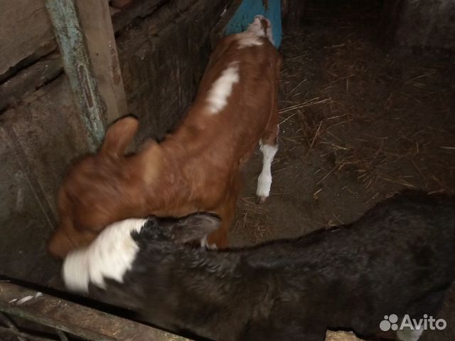 Телята