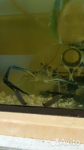 Постличинка креветки Макробрахиум розенберга