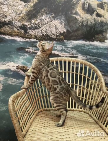 Бенгал редкого окраса