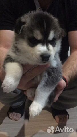 Очаровательные хасята