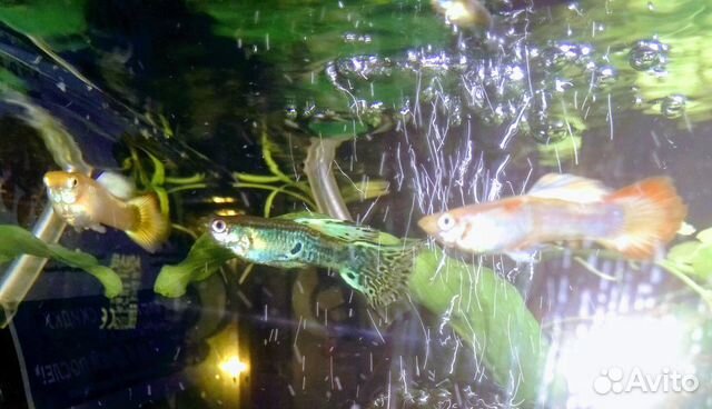 Гуппи 3 молодых самца и мальки