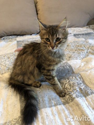 Серые усатые котята